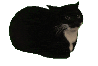 Maxwell the Spinning Cat – The Feline Herald of Infinite Motion | THE ...