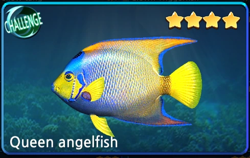 Queen Angelfish | Fishing Hook Wiki | Fandom