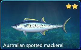 Australian Spotted Mackerel | Fishing Hook Wiki | Fandom