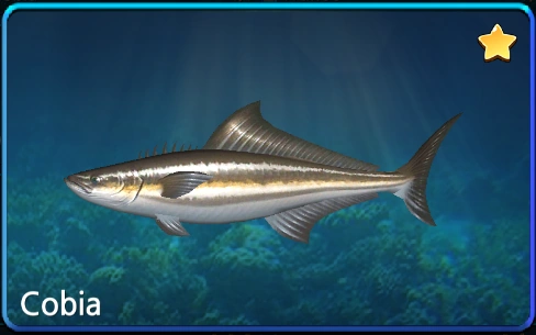 Cobia | Fishing Hook Wiki | Fandom