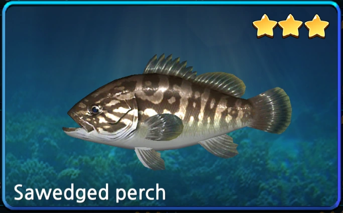 Sawedged Perch | Fishing Hook Wiki | Fandom