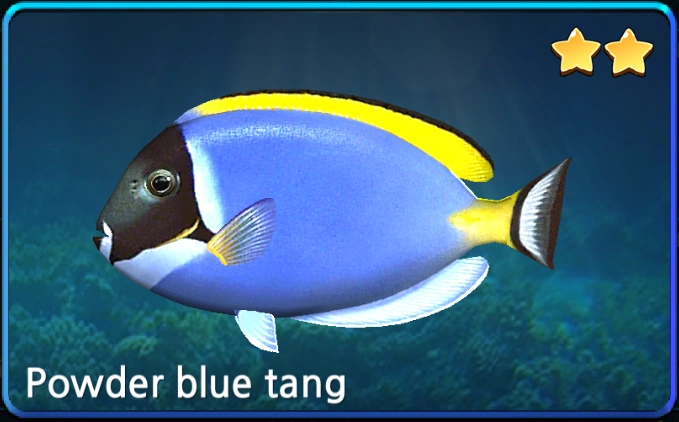 Powder Blue Tang | Fishing Hook Wiki | Fandom