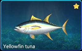 Yellowfin Tuna | Fishing Hook Wiki | Fandom