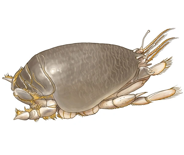 Emerita analoga | Fitemon Wiki | Fandom