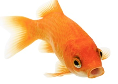 Bob the goldfish | Five nights at brandens Wiki | Fandom