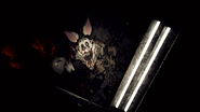 The Mangle | Five Night's at Freddy's: Jr's Wiki | Fandom