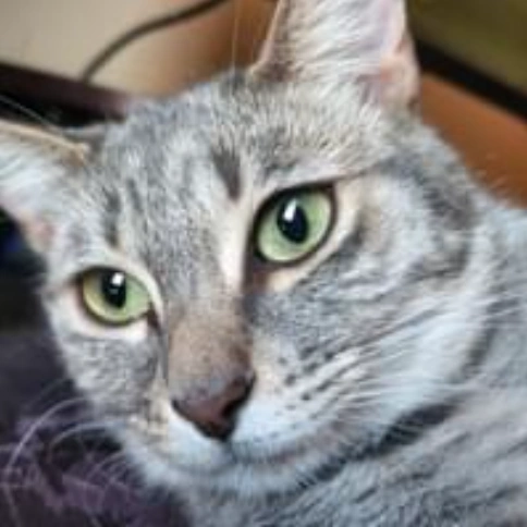 Lynxul | Five Nights To Remember Wiki | Fandom