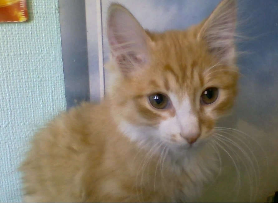 Barsik | Five Nights with Barsik Wiki | Fandom