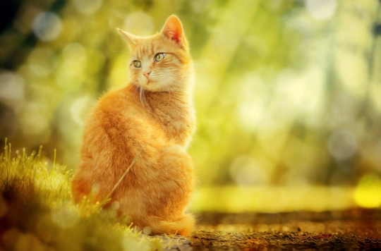 Sunlight That Slashes Through Trees | FlameClan Roleplaying Wiki | Fandom