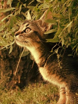 Birchfall | FlameClan Roleplaying Wiki | Fandom