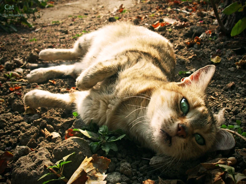 Cory | FlameClan Roleplaying Wiki | Fandom