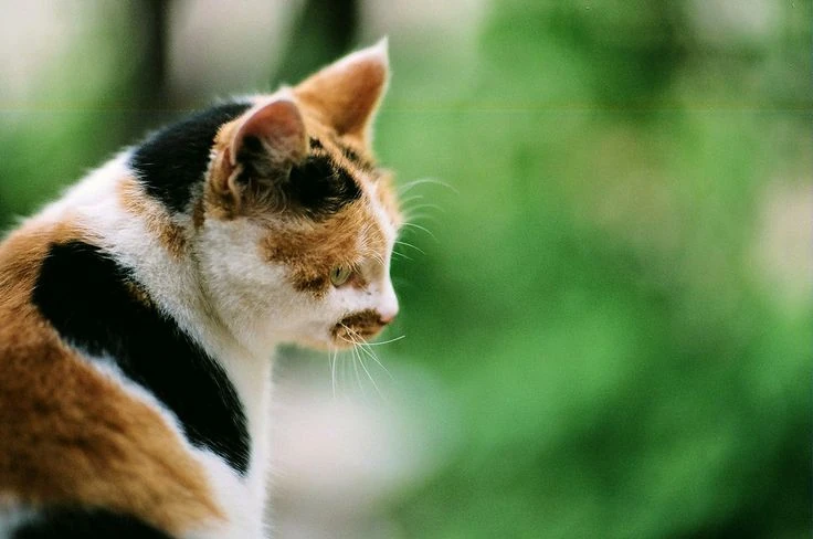 Brightkit (FC) | FlameClan Roleplaying Wiki | Fandom