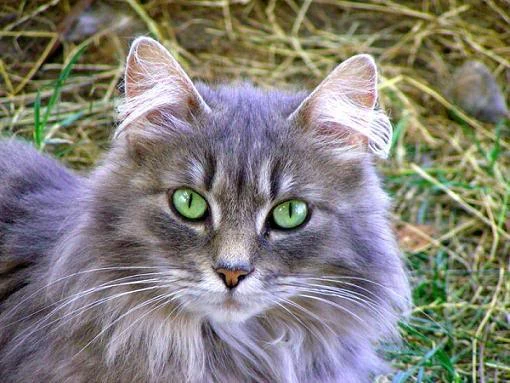 Stream | FlameClan Roleplaying Wiki | Fandom