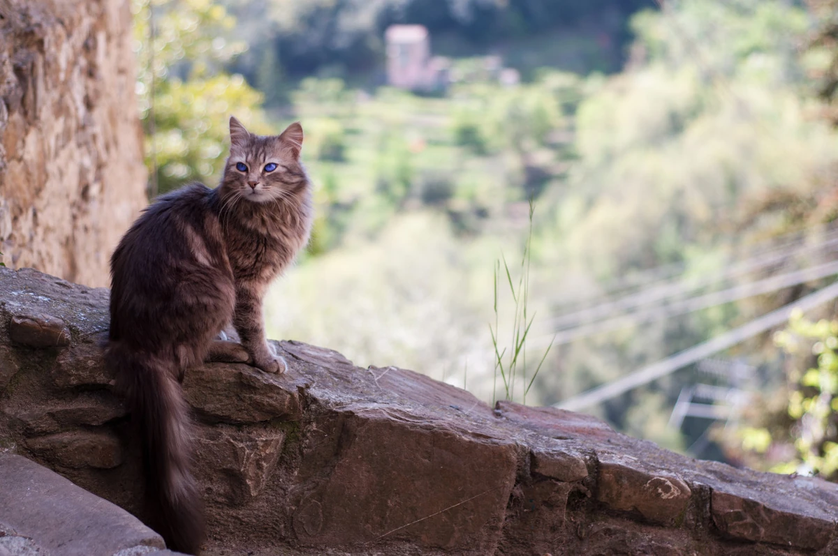 Dew (Lo) | FlameClan Roleplaying Wiki | Fandom