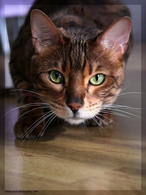 Phoenixstar | FlameClan Roleplaying Wiki | Fandom