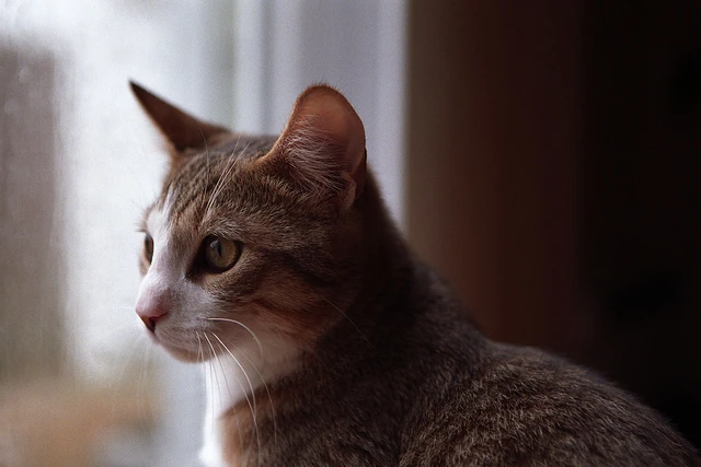 Foxtail | FlameClan Roleplaying Wiki | Fandom