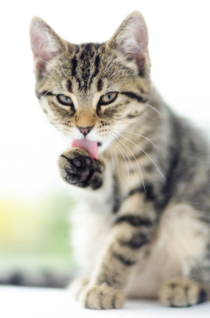 Owlpaw | FlameClan Roleplaying Wiki | Fandom