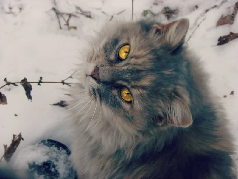 Emberflare | FlameClan Roleplaying Wiki | Fandom