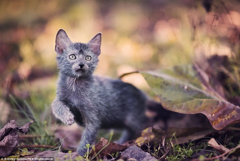 Wolverine | FlameClan Roleplaying Wiki | Fandom