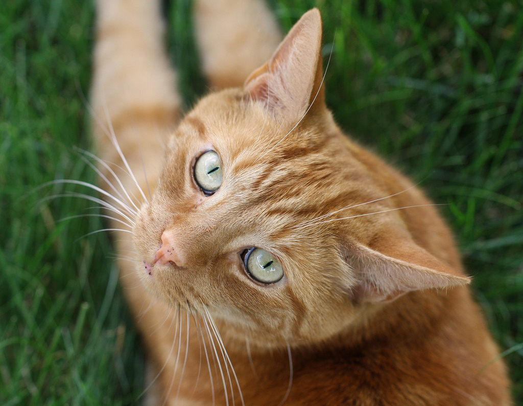 Brightwhisker | FlameClan Roleplaying Wiki | Fandom