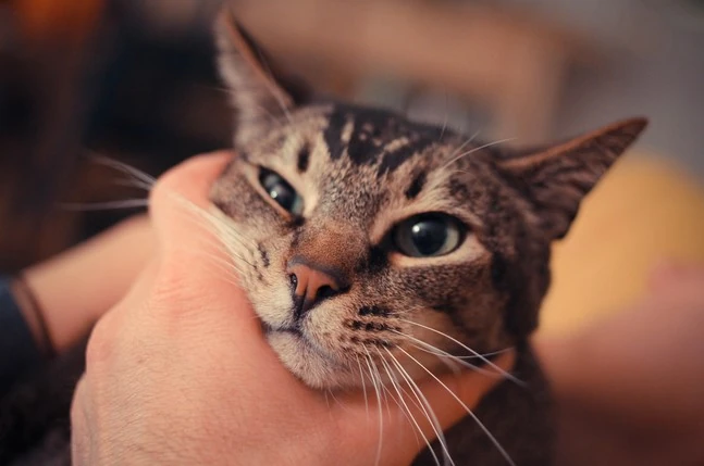 Briarkit | FlameClan Roleplaying Wiki | Fandom