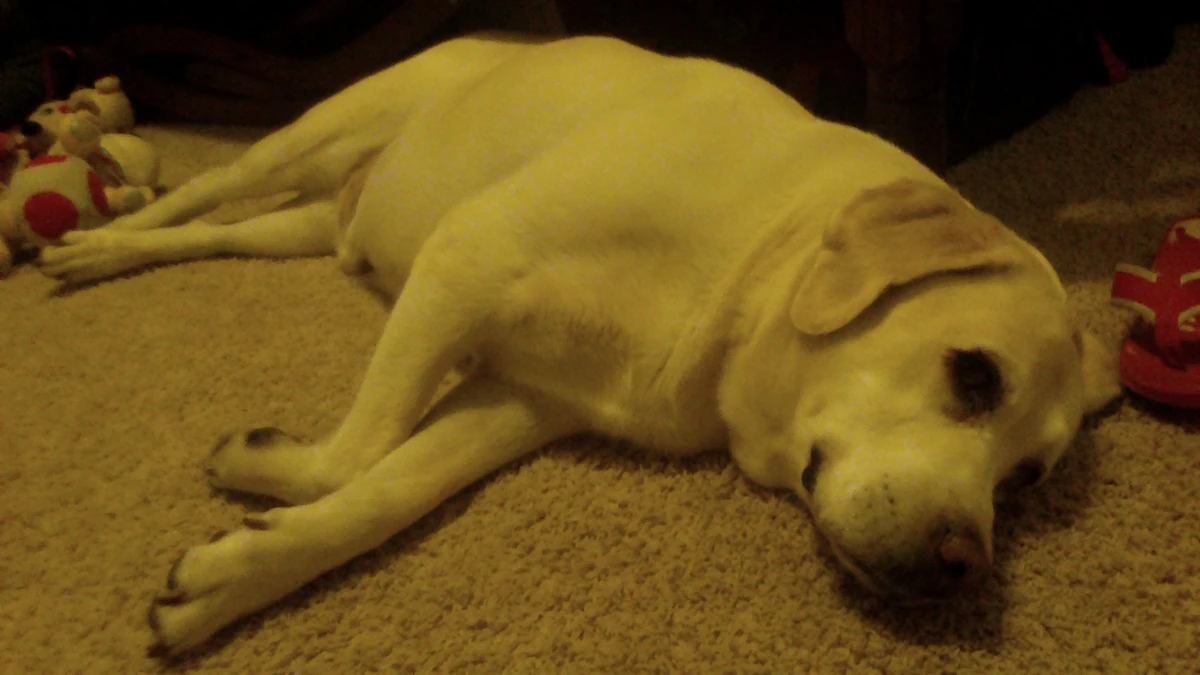 Newman | Flappable Wikia | Fandom