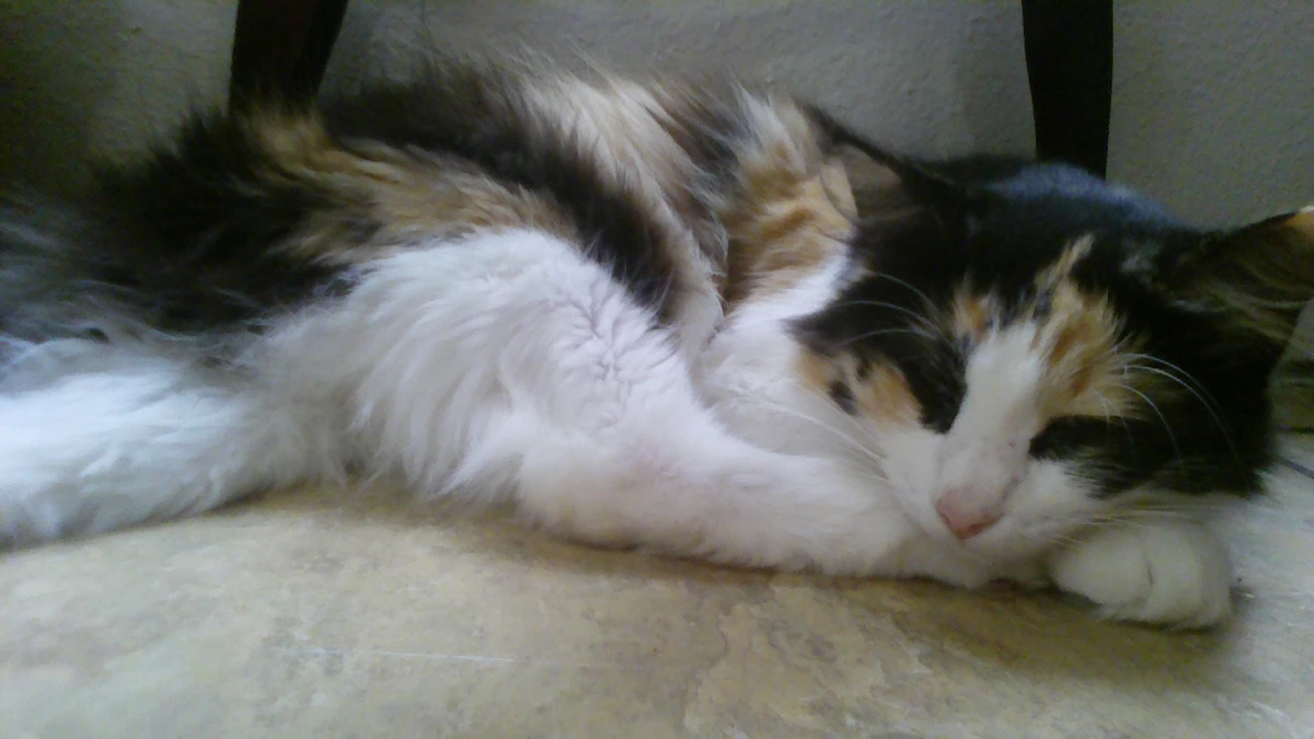 Kitty Bella | Flappable Wikia | Fandom