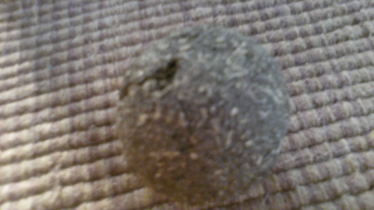 Catnip Ball | Flappable Wikia | Fandom