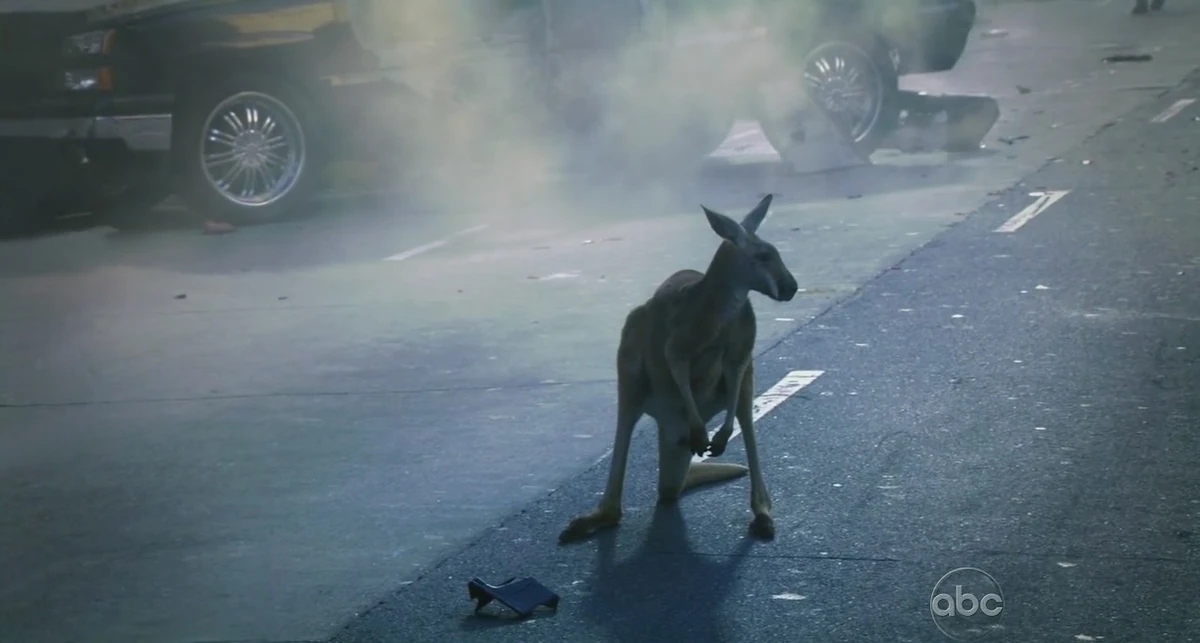 Kangaroo | Flash Forward Wiki | Fandom