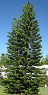 Pine Tree | Flicker Customs Wiki | Fandom