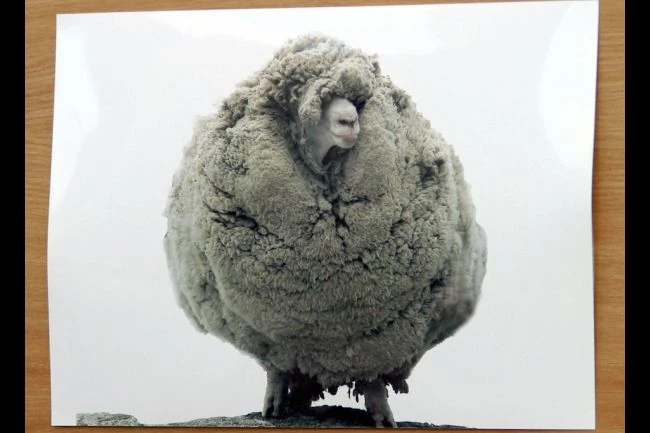 Gary the sheep | Flight of the Conchords Wiki | Fandom