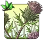 Thistle | Flight Rising Wiki | Fandom