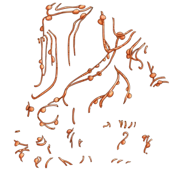 Accent: Lycogala Filigree | Flight Rising Wiki | Fandom