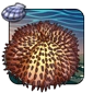 Pebble Collector Urchin | Flight Rising Wiki | Fandom