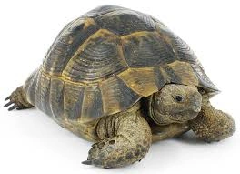 Tortoise | Floogals Wikia | Fandom