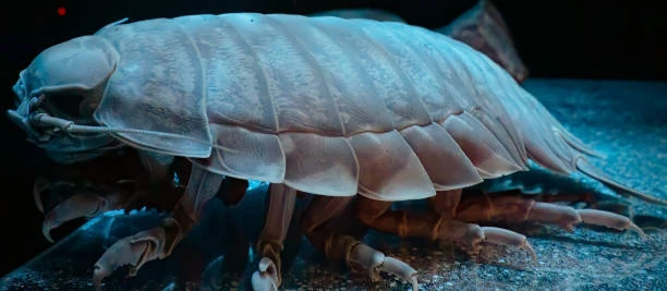 Giant Land Isopod | Flopcraft Wiki | Fandom