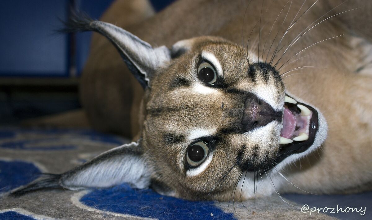 Floppa the 8th | Floppa Empire Wiki | Fandom