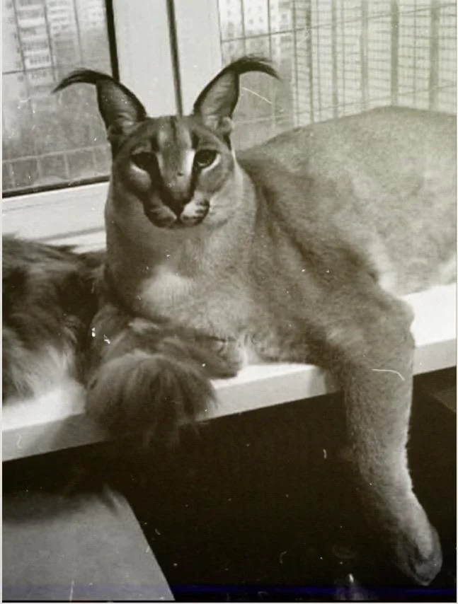 Floppa the 7th | Floppa Empire Wiki | Fandom