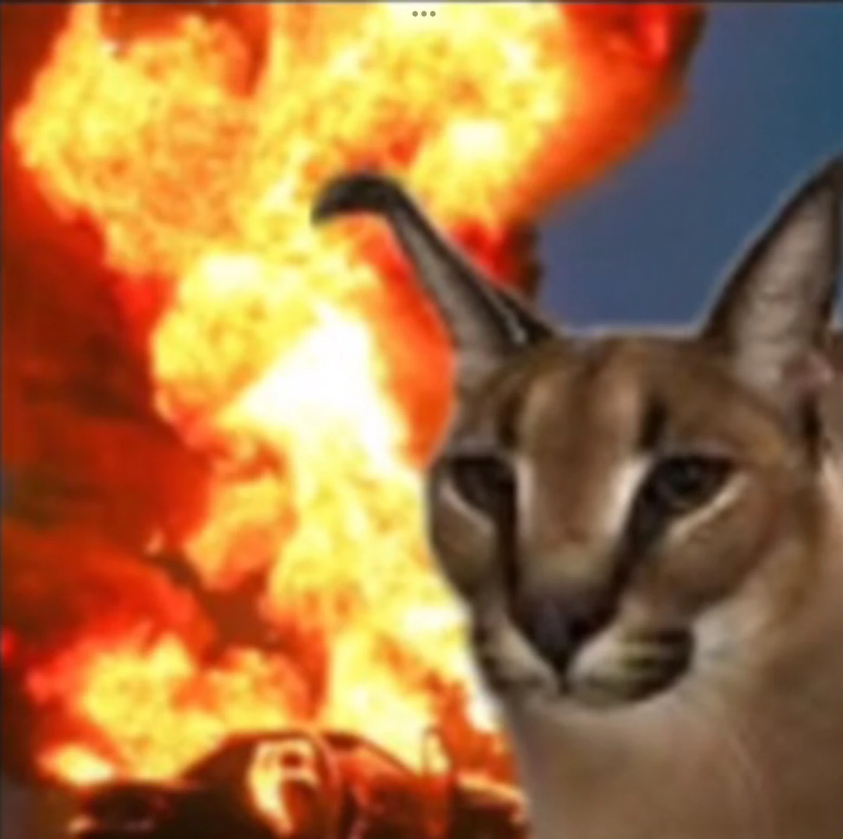 Floppa the 4th | Floppa Empire Wiki | Fandom