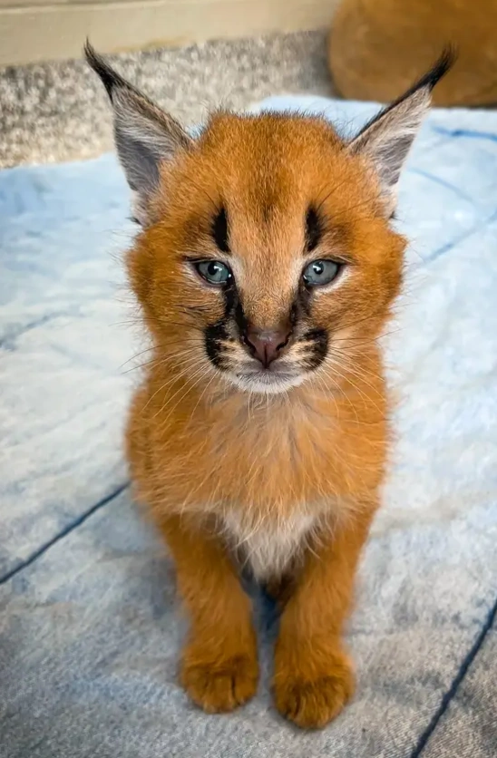 Baby floppa | Floppa world Wiki | Fandom