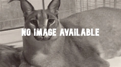 Doge | Floppa Wiki | Fandom