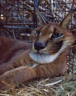 Troll Floppa | Floppapedia Revamped Wiki | Fandom