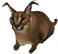 Floppapedia Revamped Wiki | Fandom