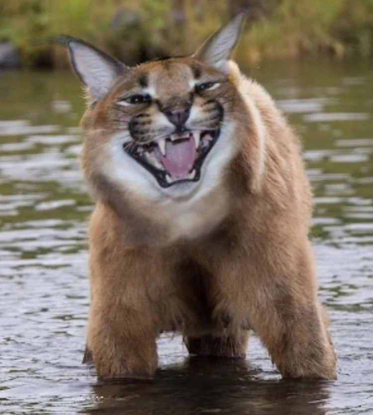 Faloppa the Great Bear | Floppapedia Revamped Wiki | Fandom