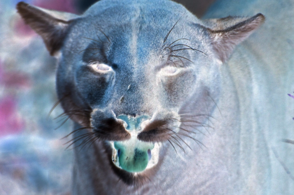 yreffeJ | Floppapedia Revamped Wiki | Fandom