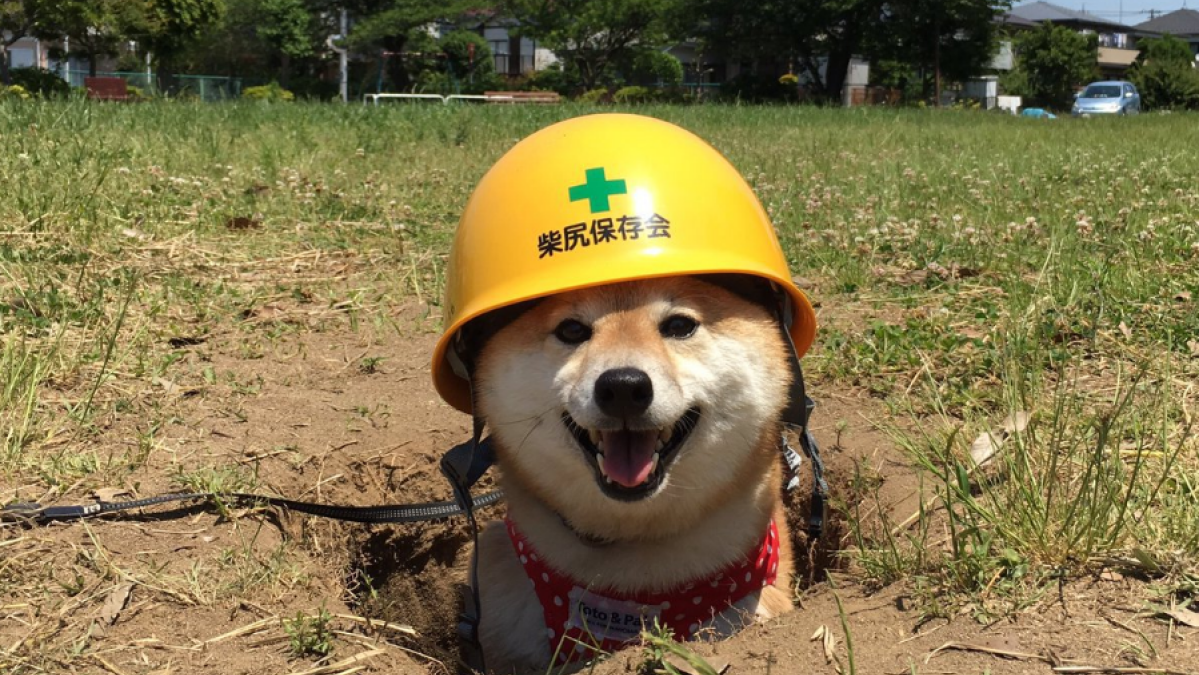 Jie-Rui (Safety Cheem) | Floppapedia Revamped Wiki | Fandom