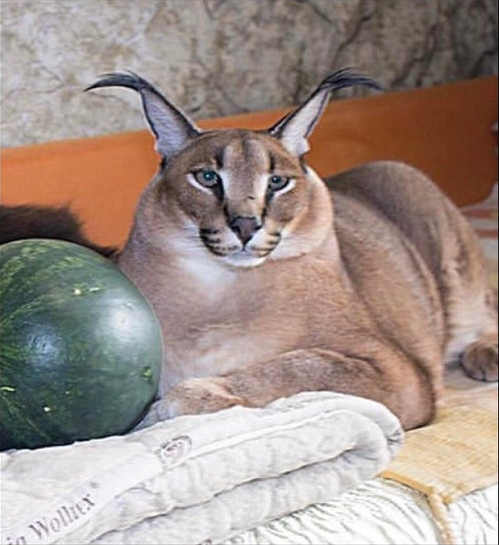 Floomp | Floppapedia Revamped Wiki | Fandom