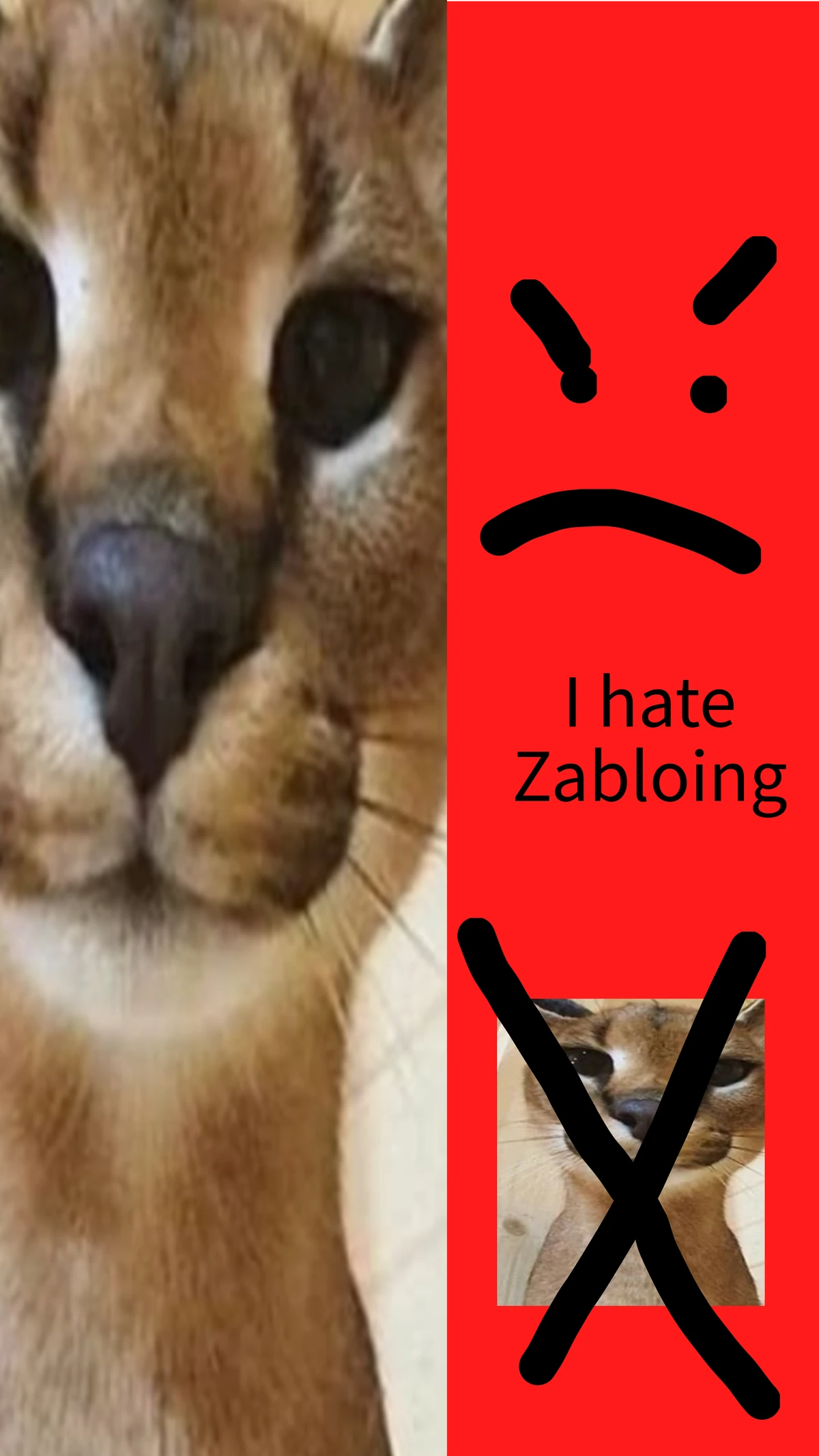 Floptok | Floppapedia Revamped Wiki | Fandom