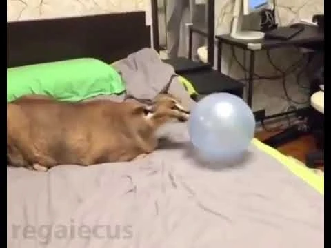 Poppa | Floppapedia Revamped Wiki | Fandom