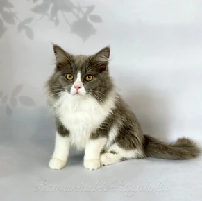 DD | Floppapedia Revamped Wiki | Fandom